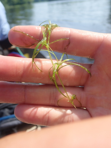 slender water-nymph (ADIRONDACK RESEARCH GUIDEBOOK) · iNaturalist