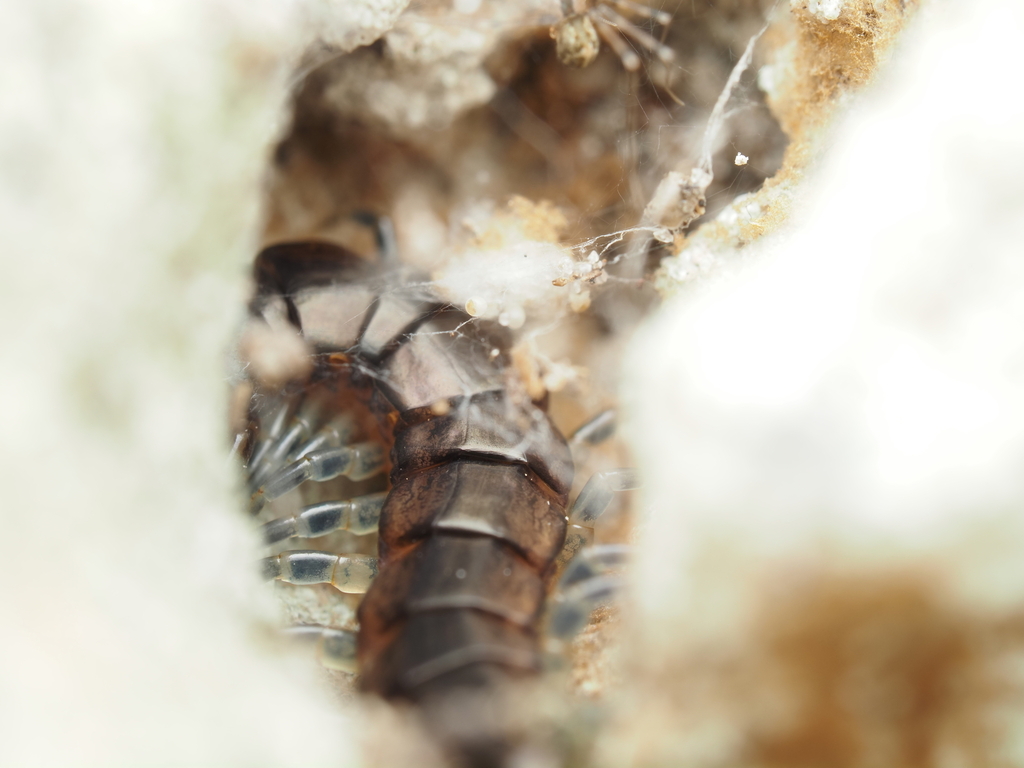 Blue-Legged Centipede from Kendall Indian Hammocks Park, FL, USA on ...
