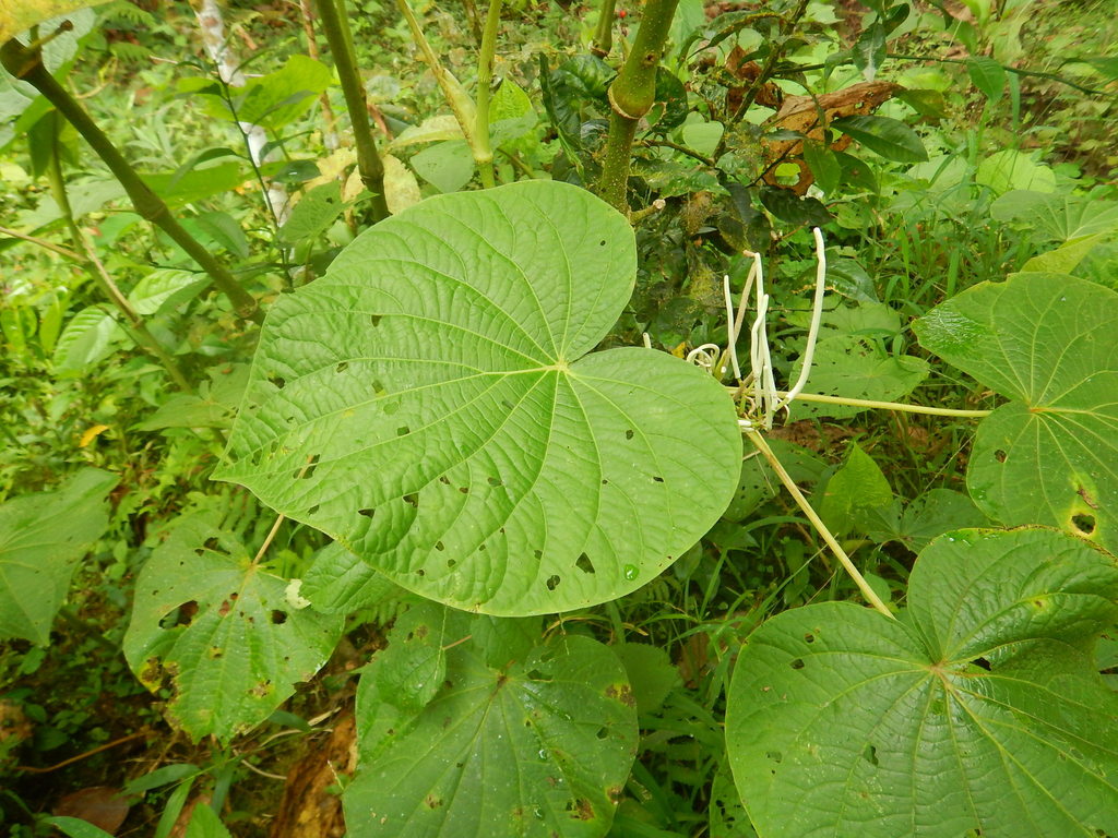 pariparoba from Provinz Morona Santiago, Ecuador on August 31, 2015 at ...