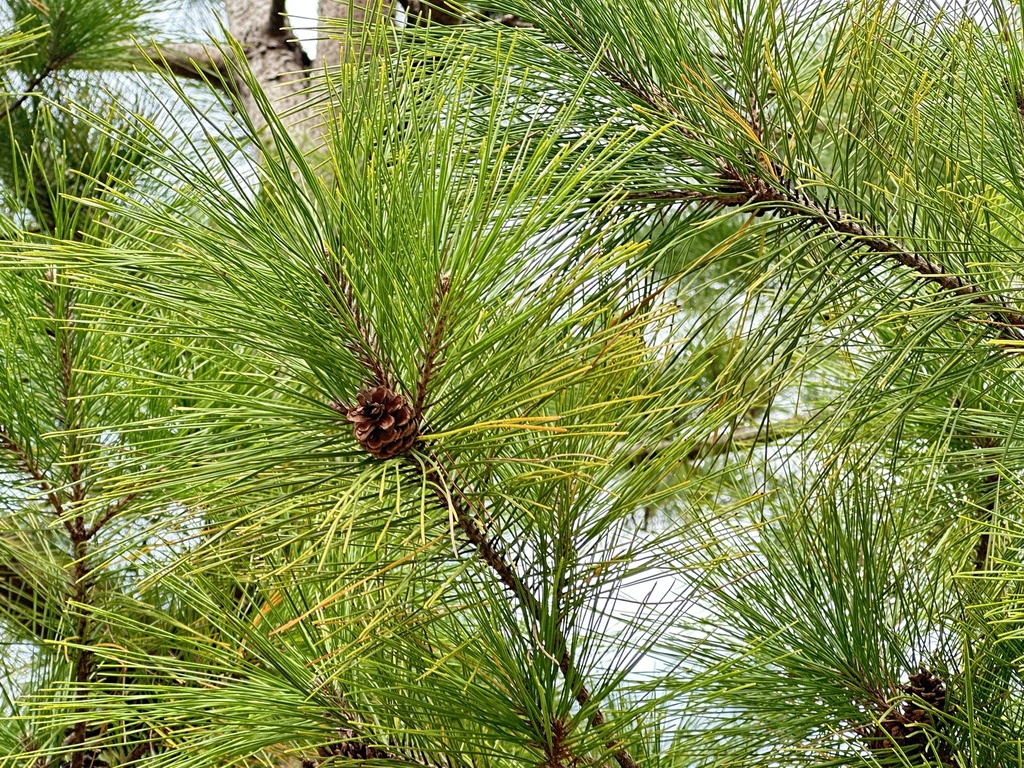 Luchu pine (Pinus luchuensis) - Botanical Realm