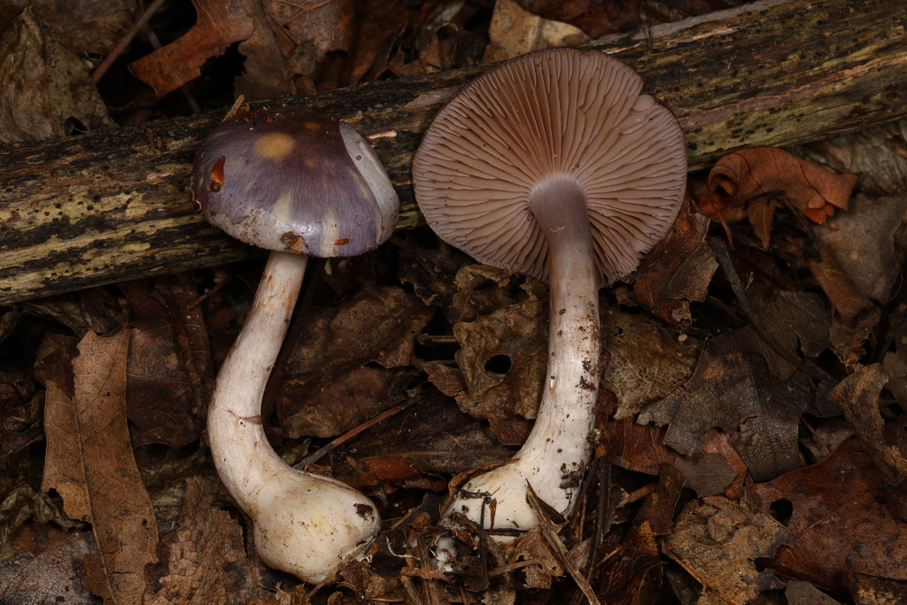 Viscid Violet Cort from 35 Scudder Ave, Hyannis, MA 02601, USA on ...