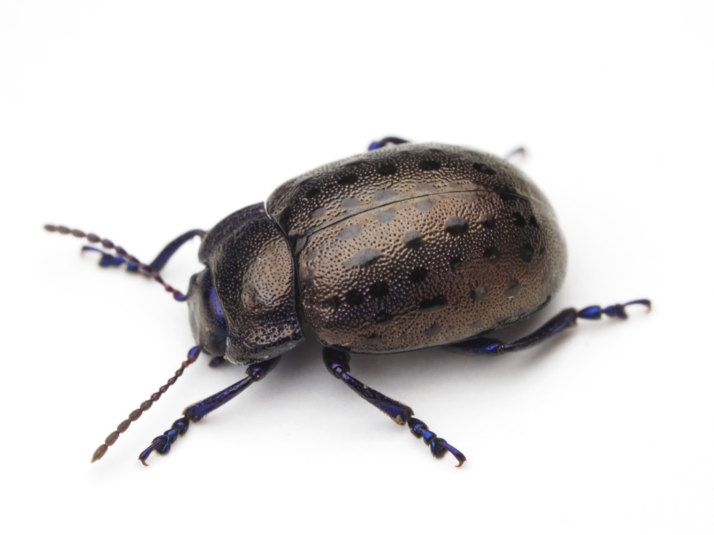 Chrysolina exanthematica exanthematica from 日本、〒360-0823 埼玉県熊谷市榎町 on ...