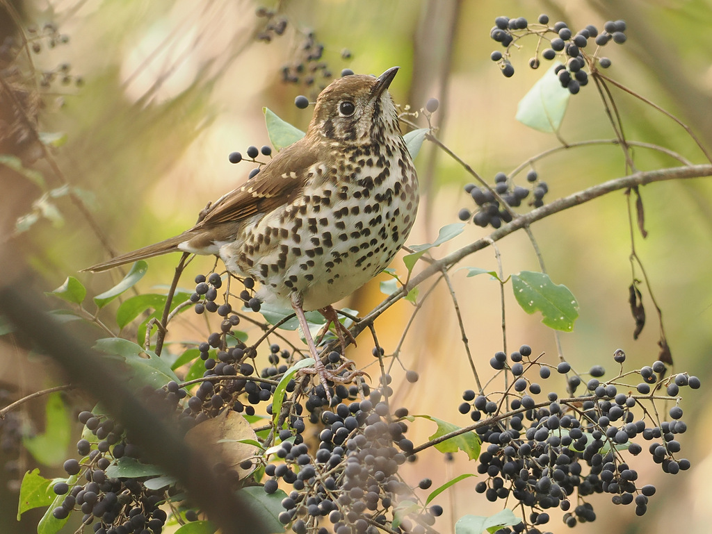 Chinese Thrush from 杭州市江洋畈生态公园 on December 13, 2024 at 01:34 PM by 小铖 ...