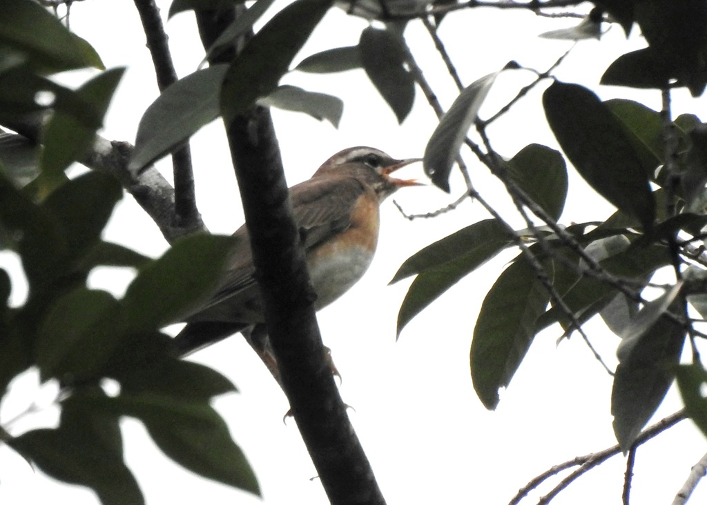 Eyebrowed Thrush from Bandar Menjalara, Kuala Lumpur, Federal Territory ...