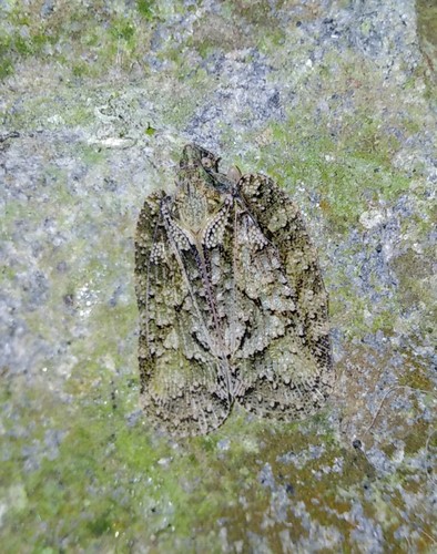 Atracis mucida · iNaturalist