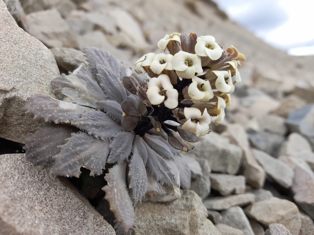 Penwiper from Conservation Area - Castle Hill, NZ-CA-SY, NZ-CA, NZ on ...