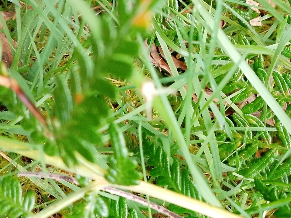 Entelegyne Spiders from Pelverata TAS 7150, Australia on December 16 ...