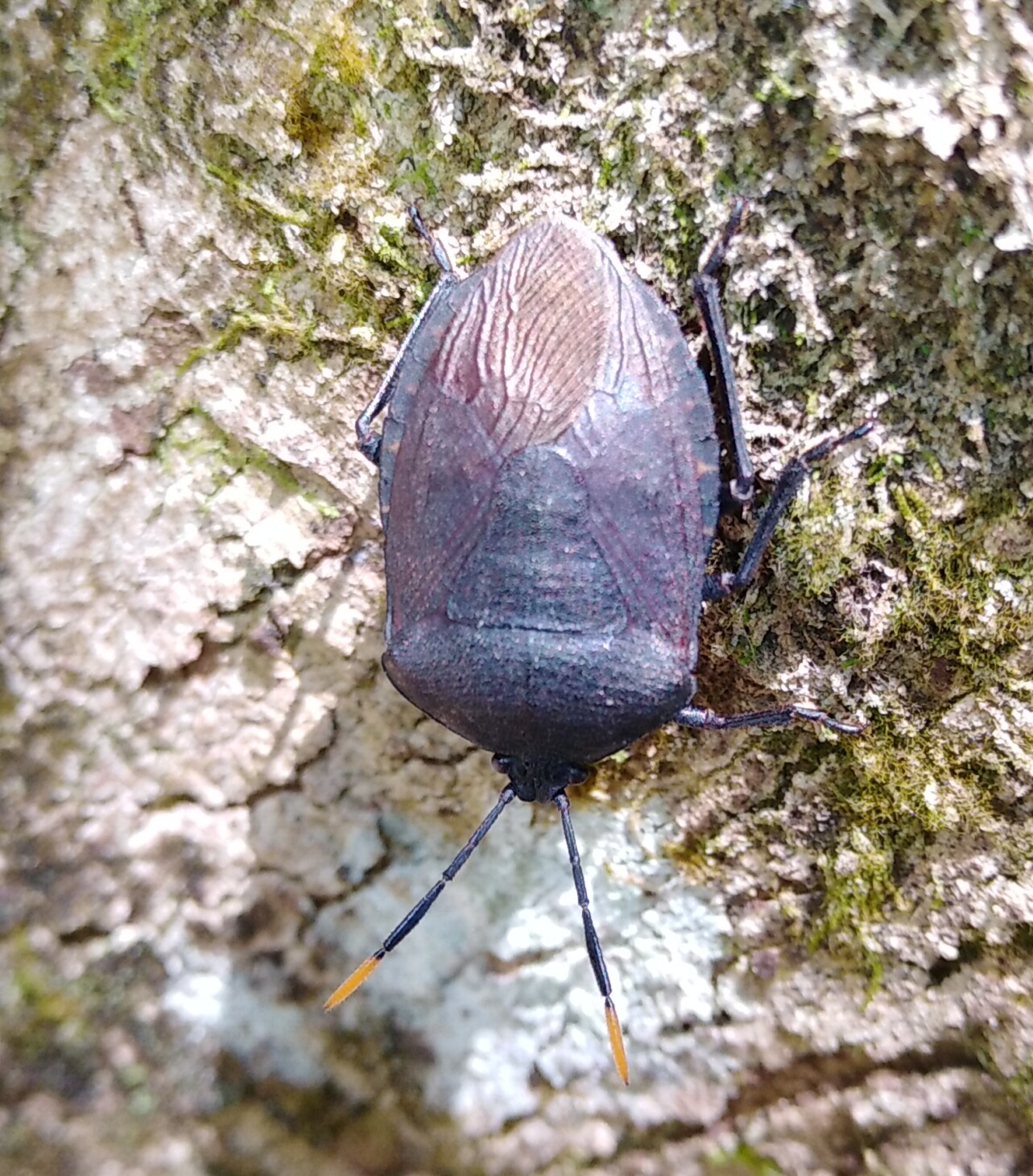 Coridius chinensis (Dallas, 1851)