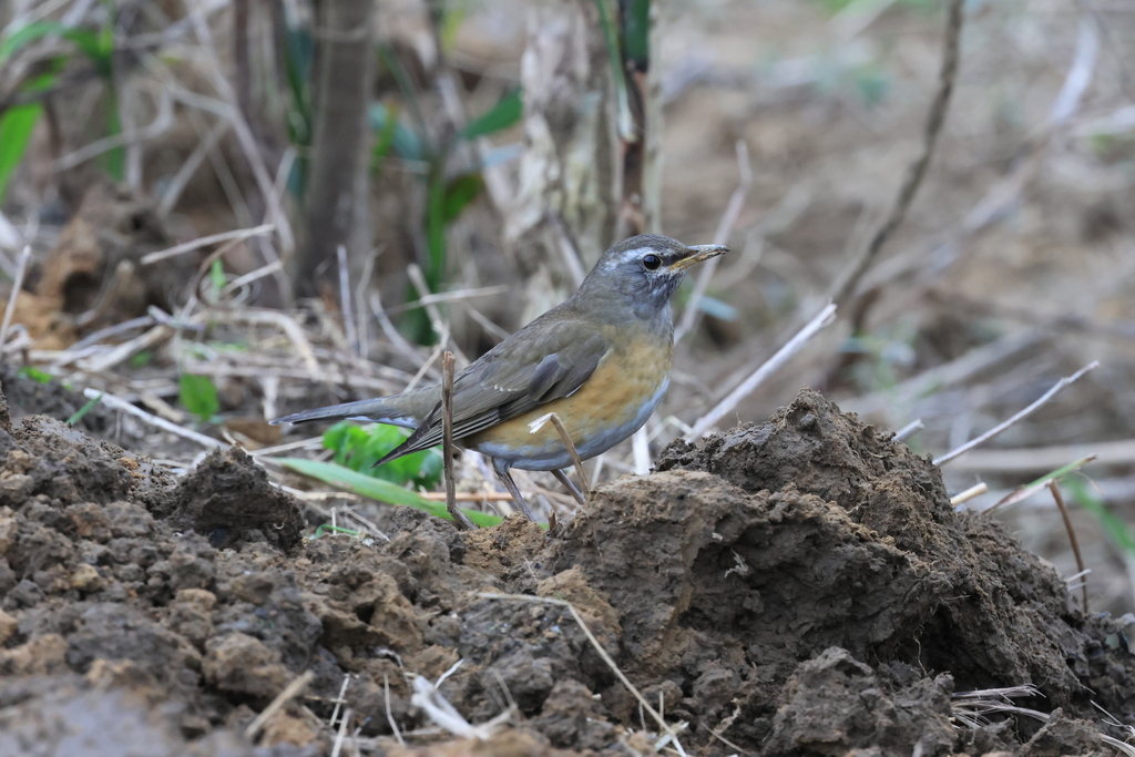 Eyebrowed Thrush from 田寮洋濕地（新北市貢寮） on December 15, 2024 at 03:38 PM by ...