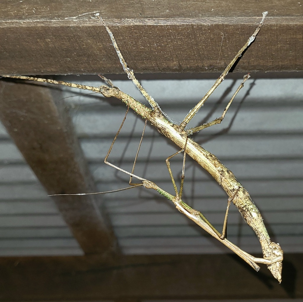 Acrophylla cookorum from Chowan Creek NSW 2484, Australia on December ...