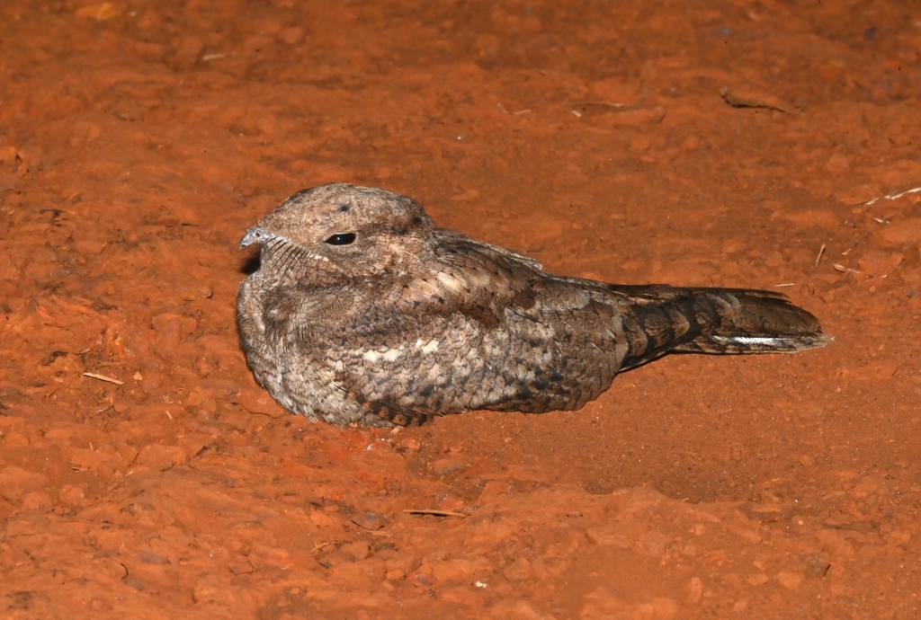 Plain Nightjar in December 2024 by Xavier Rufray · iNaturalist