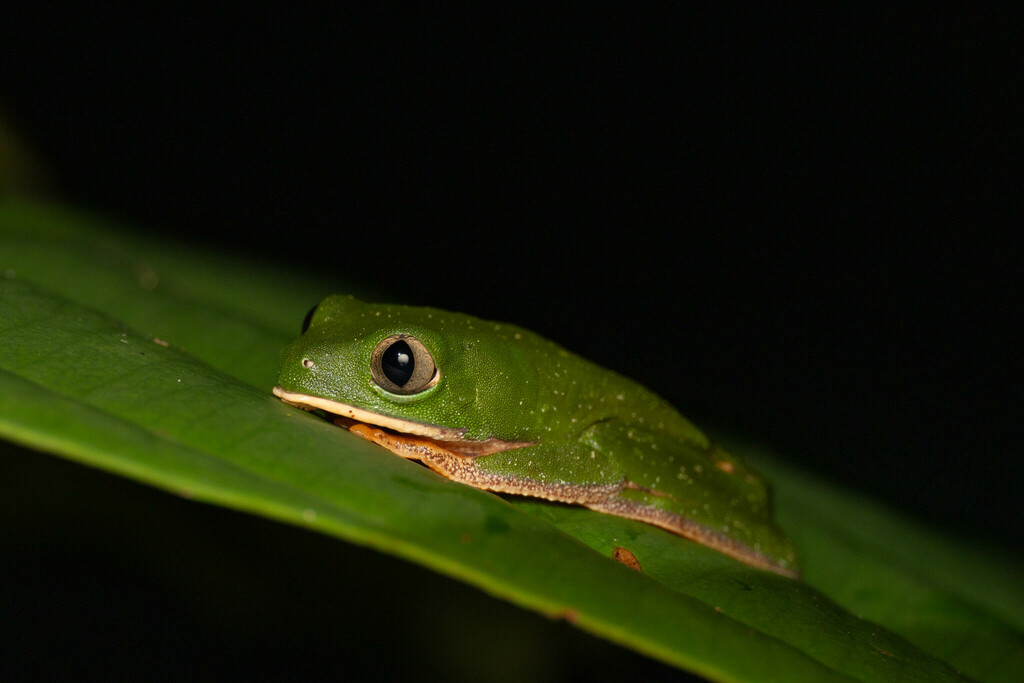Barred Monkey Frog from Tambopata, Peru on October 9, 2024 at 08:09 PM ...