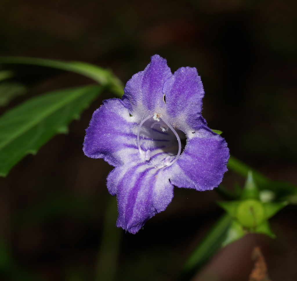 lindernia family (Linderniaceae) - Botanical Realm
