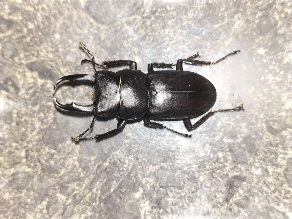 Dorcus rectus rectus in September 2024 by 褄黒ハル · iNaturalist