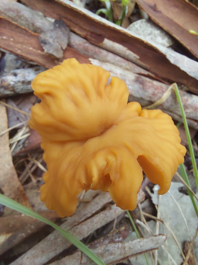 Fungi Including Lichens from Brisbane QLD, Australia on December 16 ...