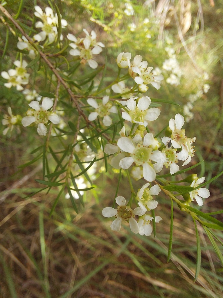 Tea Trees from Brisbane QLD, Australia on December 16, 2024 at 03:31 PM ...
