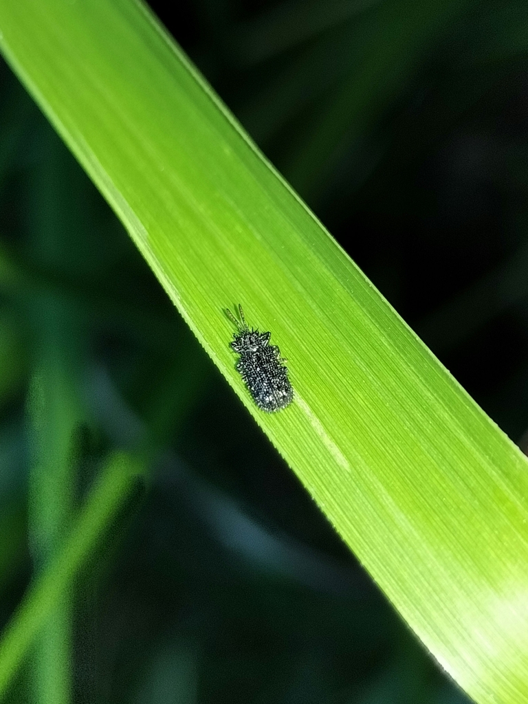 Hispellinus moerens in September 2024 by 褄黒ハル · iNaturalist