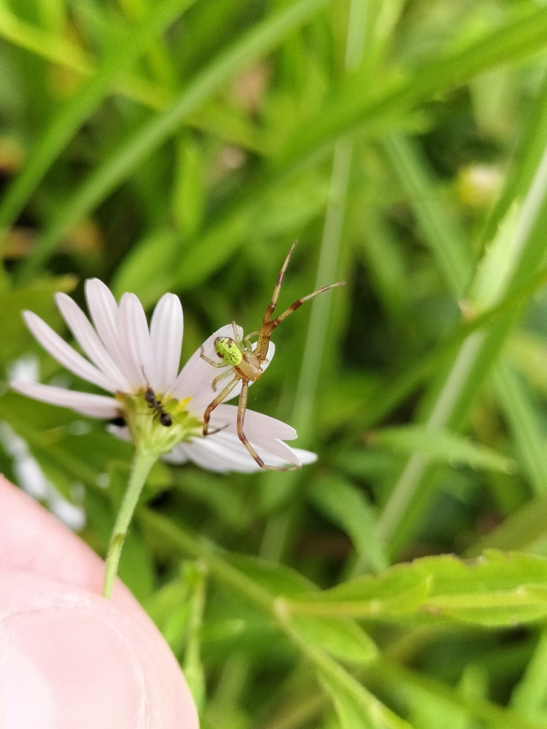 Triangle Crab Spider in September 2024 by 褄黒ハル · iNaturalist