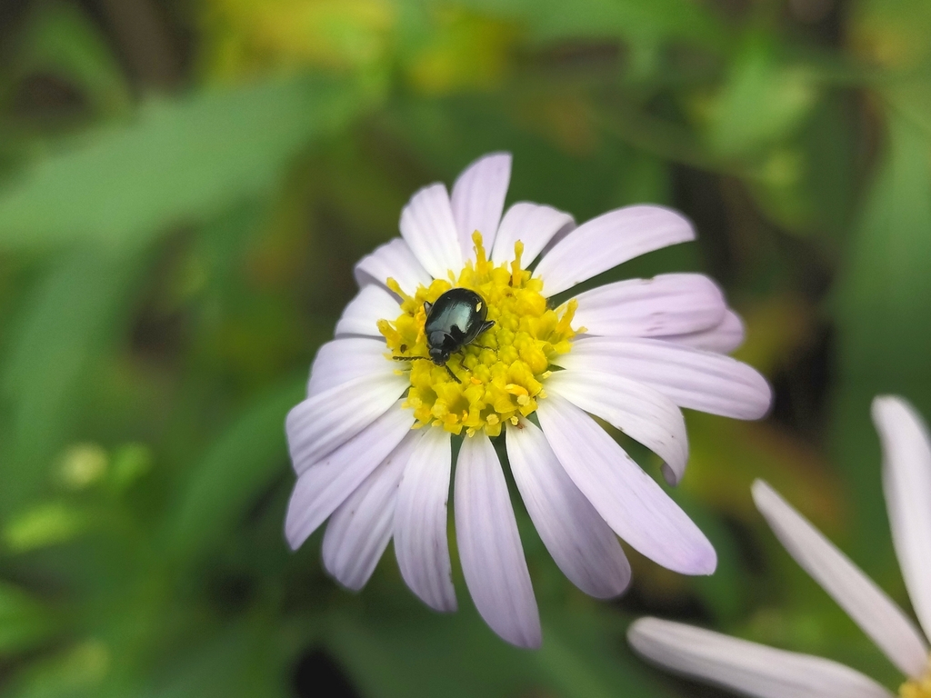Nonarthra cyanea in September 2024 by 褄黒ハル · iNaturalist