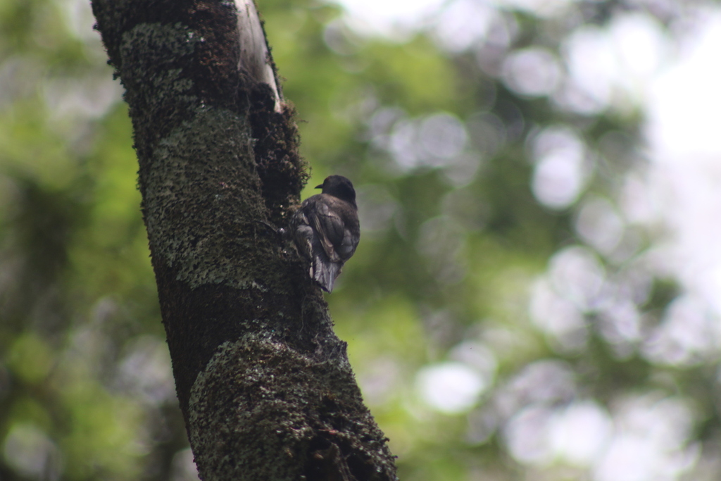 Red-browed Treecreeper from Melbourne VIC, Australia on December 10 ...