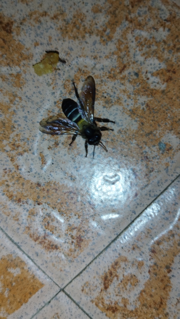 Philippine Giant Honey bee from J5MM+P3J, Naga, 4400 Camarines Sur ...