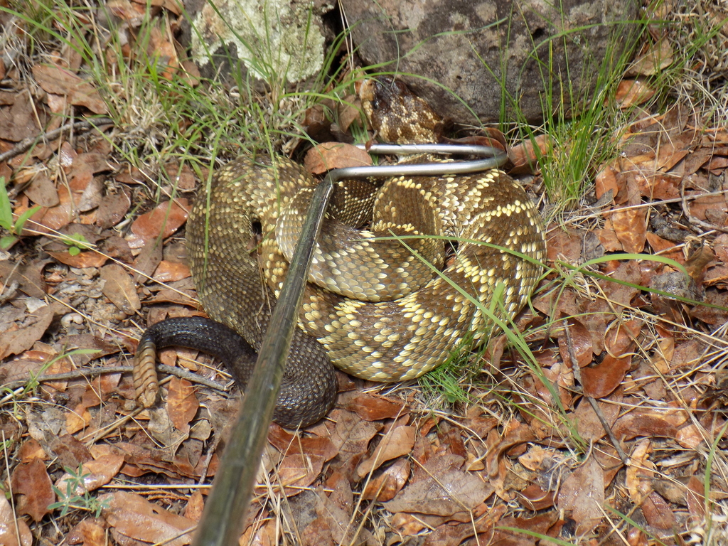 Cascabel de cola negra mexicana en agosto 2016 por Alejandro Gómez ...