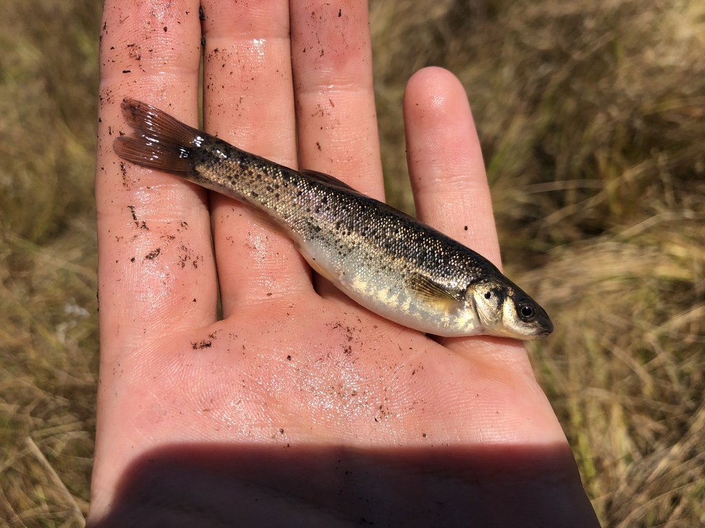 True Minnows from Hentiy Aymag, MN on September 11, 2022 at 12:12 PM by ...