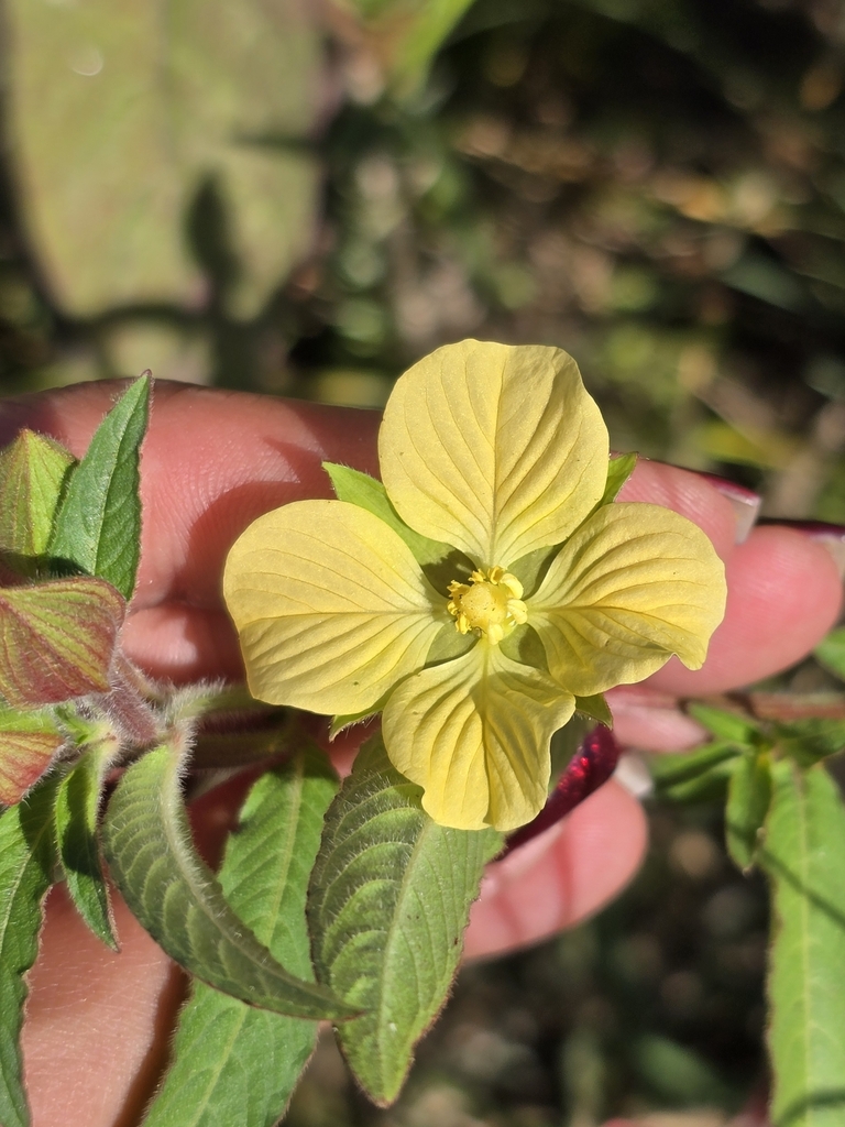 Mexican Primrose-willow from 23403 B.C.S., México on December 15, 2024 ...