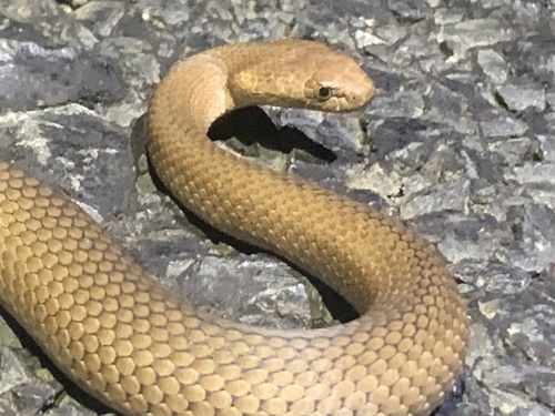 Bardick (Echiopsis curta) - Snakes and Lizards