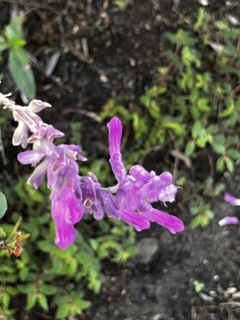 Mexican Bush Sage from Cimarron Blvd, Corpus Christi, TX, US on ...