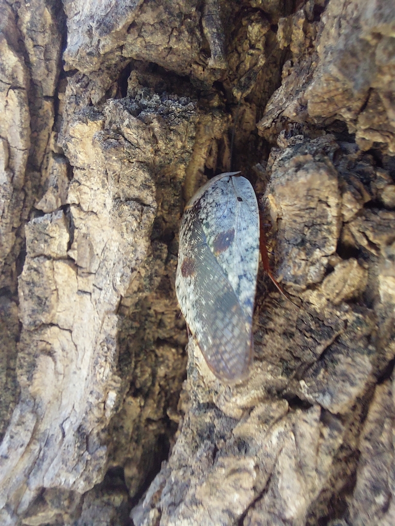 Ghost Porcelain Roach from 309 Maroela Street, Hoedspruit, 1380, South ...