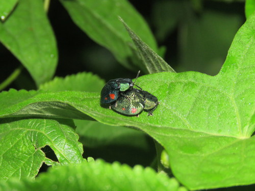 Stolas discoides · iNaturalist