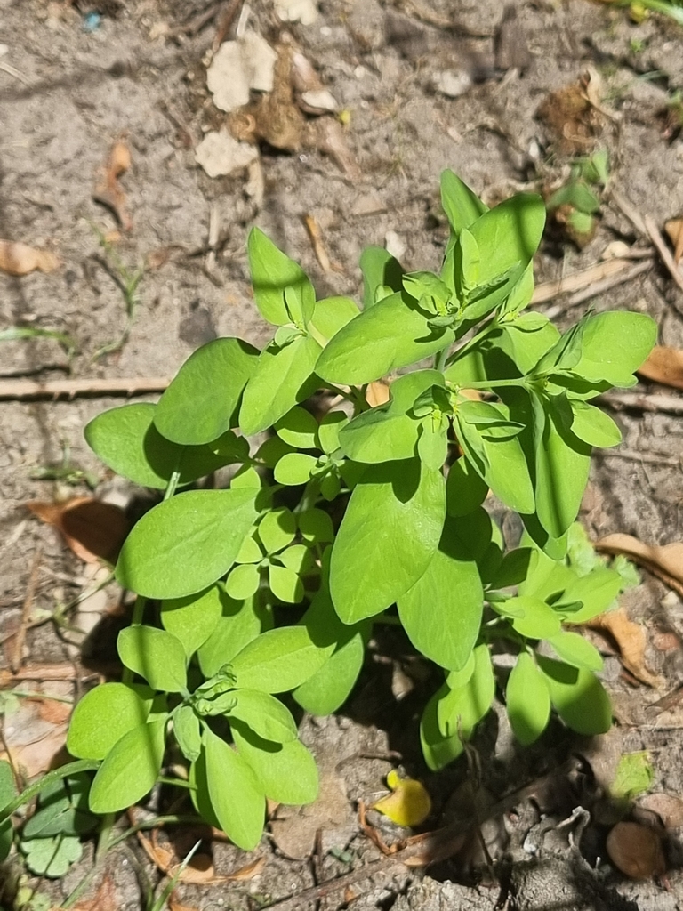 Petty Spurge from Eden, ZA-WC, ZA on December 16, 2024 at 02:40 PM by ...