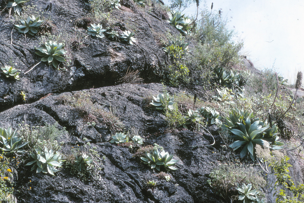 Mitis Century Plant from Cadereyta, Qro., México on October 2, 1995 by ...