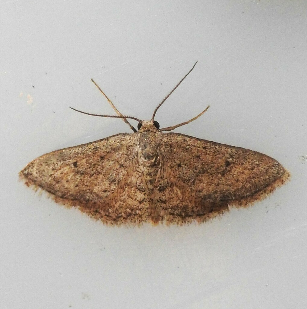 Drab Brown Wave from Hidalgo, Texas, United States on December 16, 2024 ...