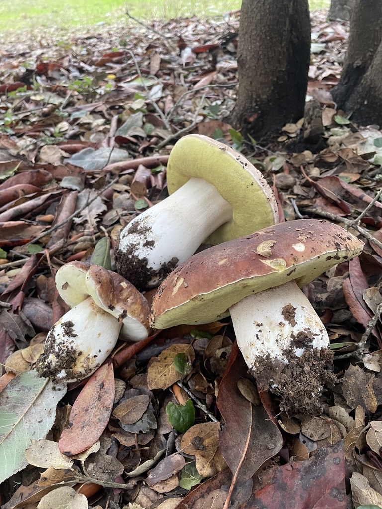 Queen Bolete in December 2024 by forage_cali. Under Madrone and Live ...