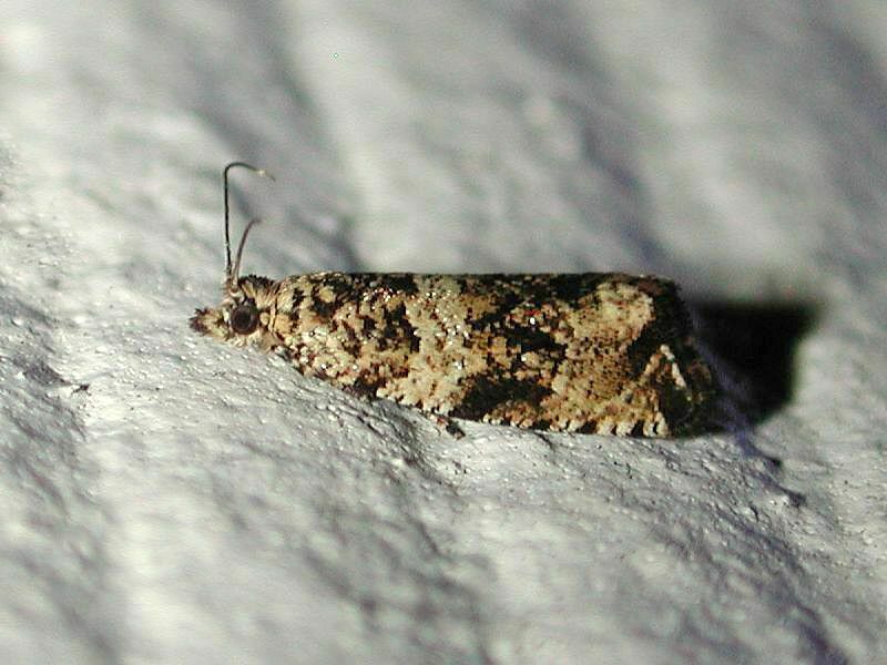 Celypha Moth from Floyd Bennet Field, Brooklyn, NY, USA on July 28 ...