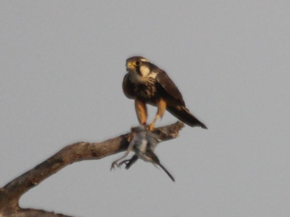 Aplomado Falcon from Villa Hayes, Paraguay on August 27, 2016 at 12:34 ...