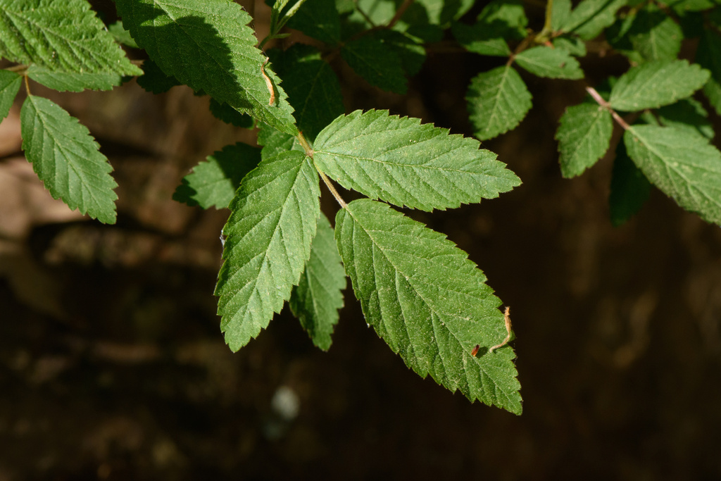 highbush blackberry in April 2024 by Aidan Campos. Rubus argutus Link ...