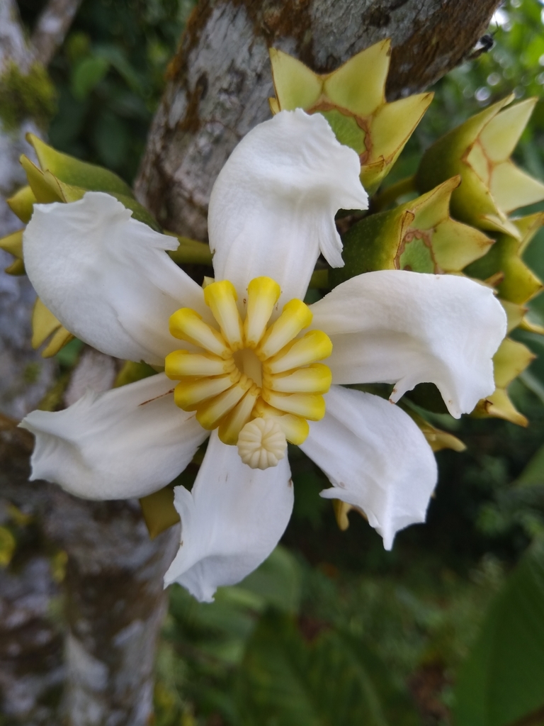 Coronillo (flora) · iNaturalist