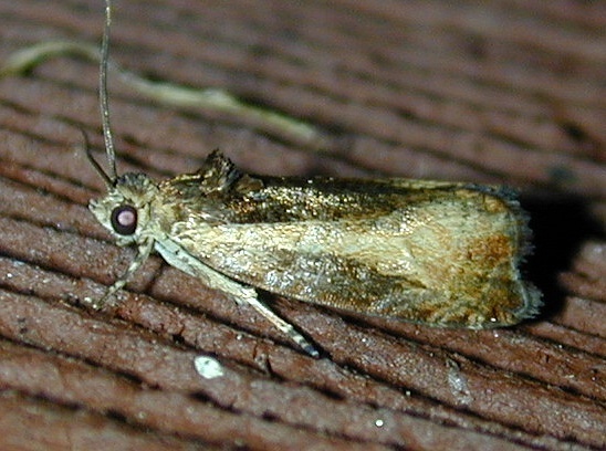 Mysterious Olethreutes Moth from Bill Paterson Nature Center ...