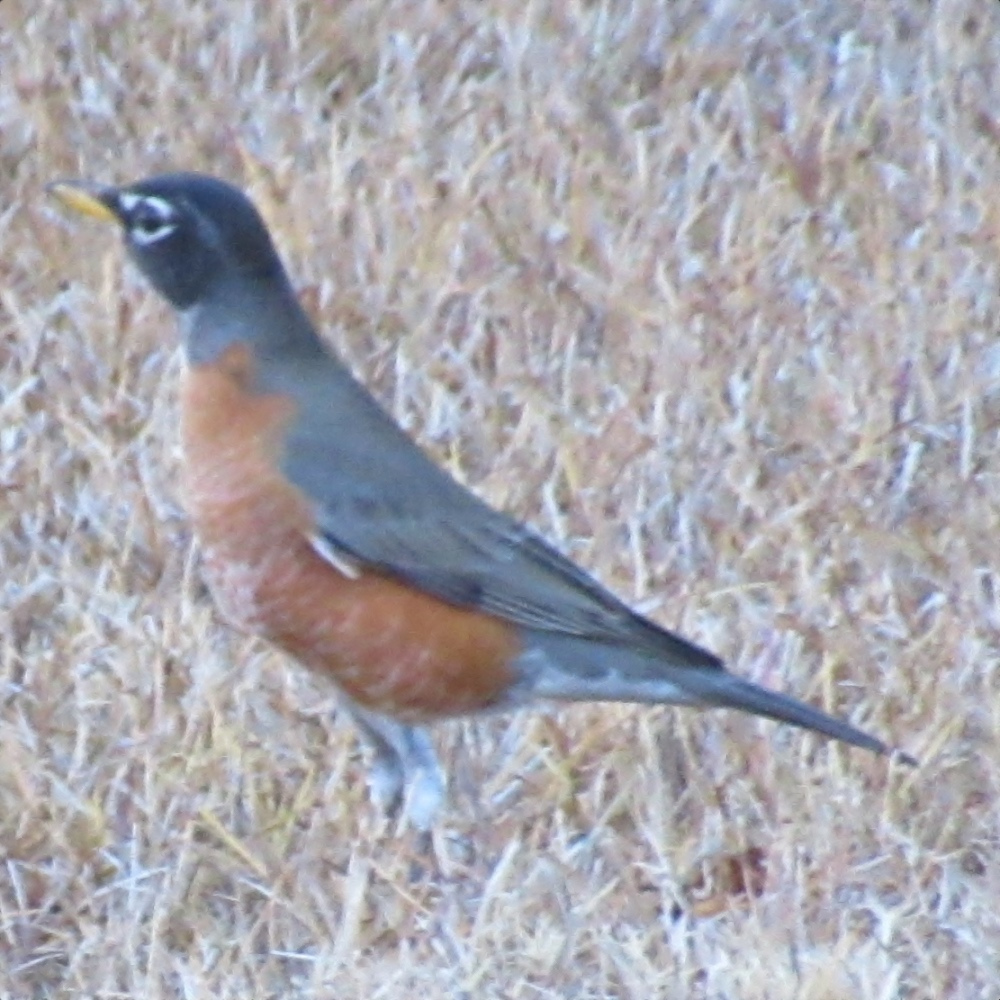 American Robin in December 2024 by cmciv. Canon PowerShot SX620 HS (4 ...