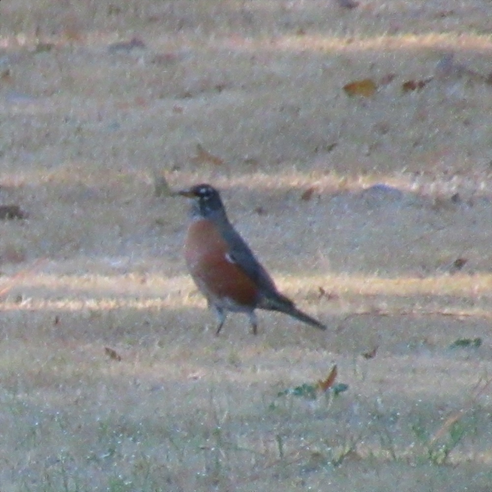 American Robin in December 2024 by cmciv. Canon PowerShot SX620 HS (4 ...