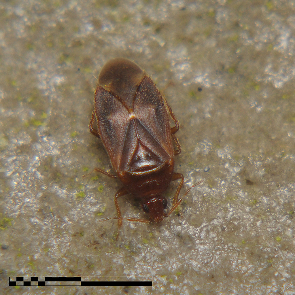 Cardiastethus fasciiventris from Bremen-East, 28 Bremen-Oberneuland ...