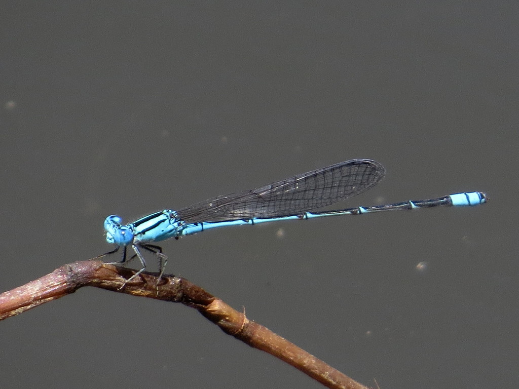 Blue Riverdamsel from Olingan, Dipolog City, Zamboanga del Norte ...
