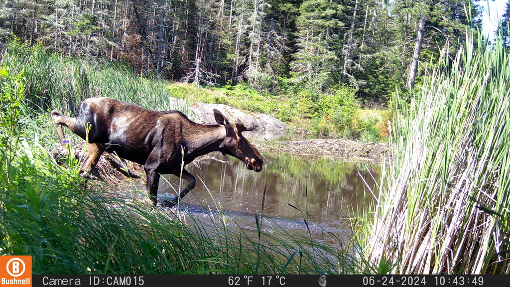 Moose in June 2024 by thekensingtonconservancy · iNaturalist