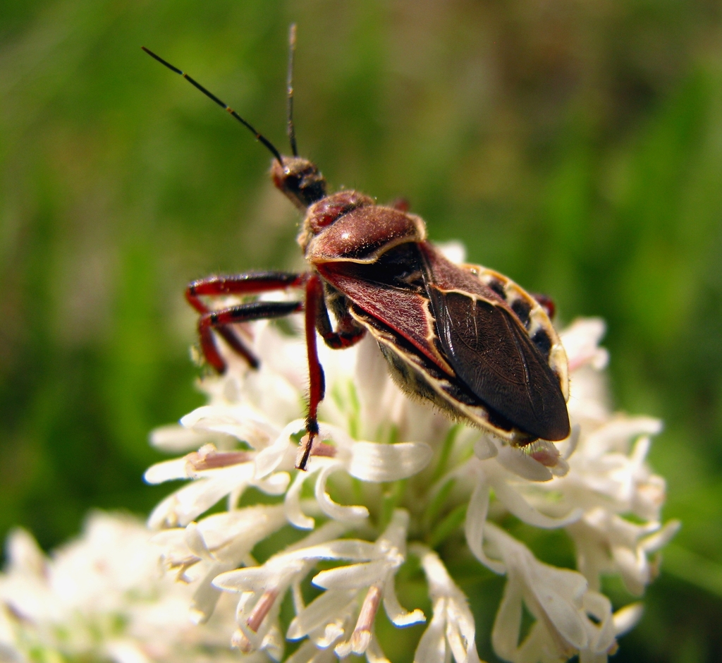 Apiomerus spissipes (A guide to the Ecdysozoa: Insecta: Hemiptera (true ...