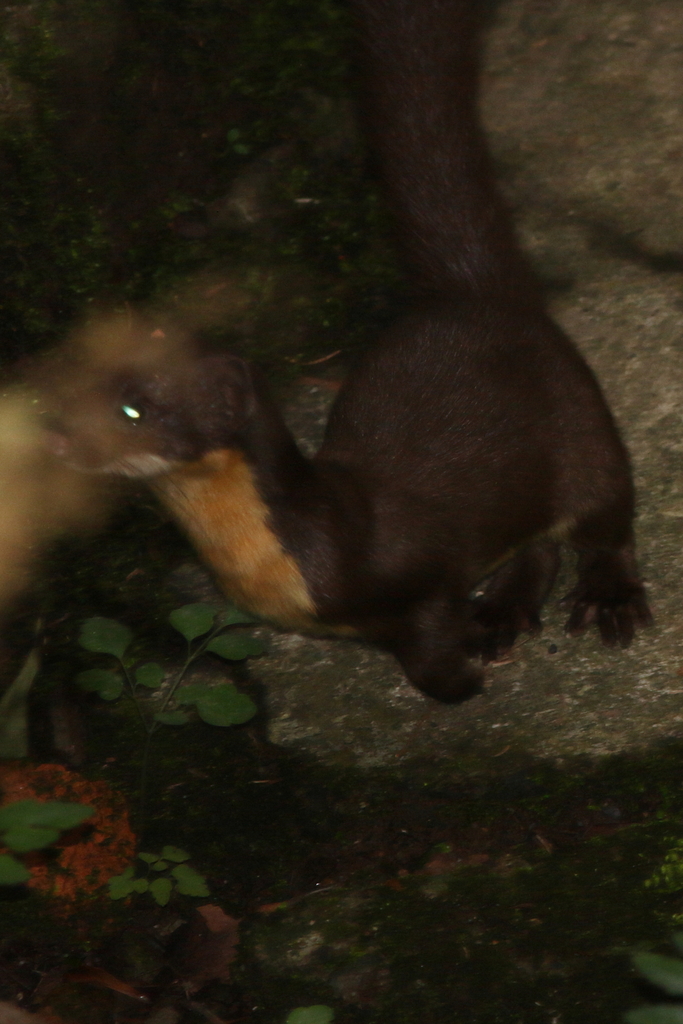 Yellow-bellied Weasel from Emeishan City, Leshan, Sichuan, China on ...