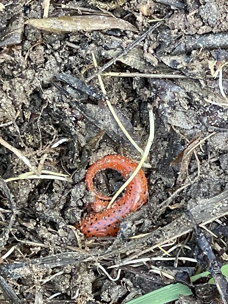 Red Salamander from Carl Sandburg Home, Flat Rock, NC, US on December 4 ...