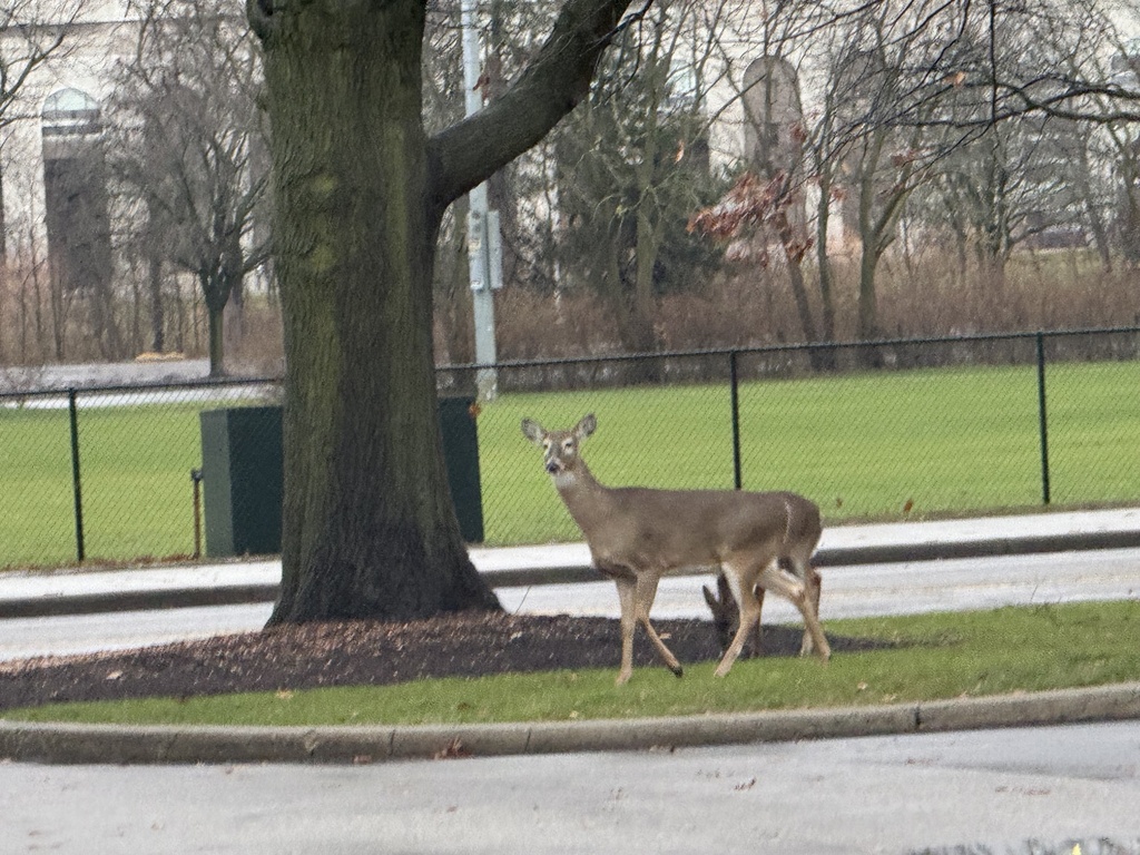 White-tailed Deer from The Ohio State University, Columbus, OH, US on ...